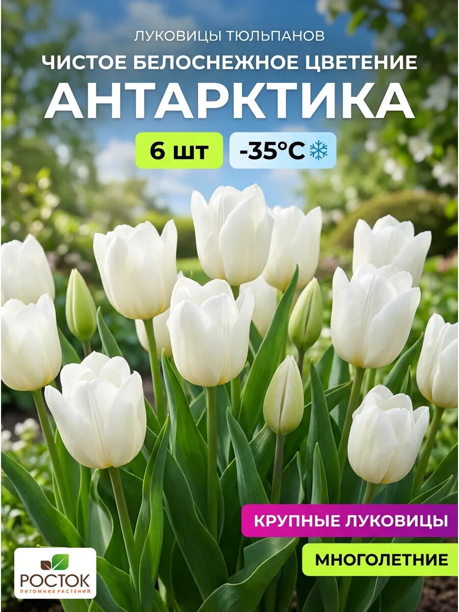 Тюльпаны луковицы крупные Антарктика