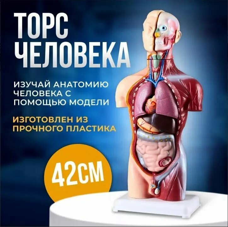 Анатомическая модель человека с органами разборная 42см / Макет "Торс человека" / анатомический набор