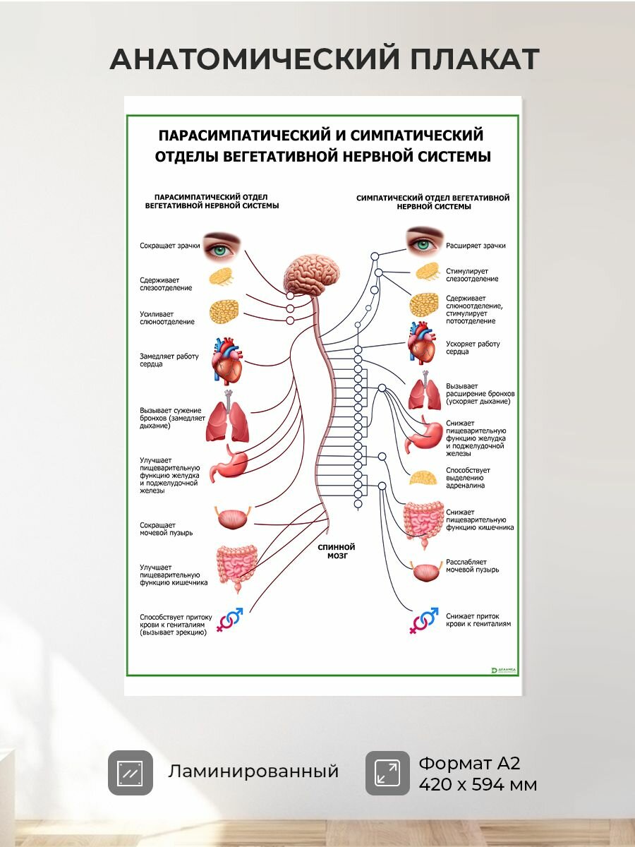 Обучающий медицинский плакат Парасимпатический и симпатический отделы вегетативной нервной системы Ламинированный А2