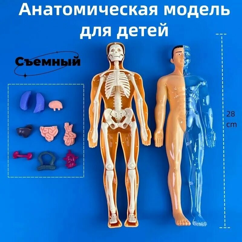 Анатомическая модель человека для детей с органами и скелетом прозрачный обучающий набор 28 деталей Полностью прозрачный