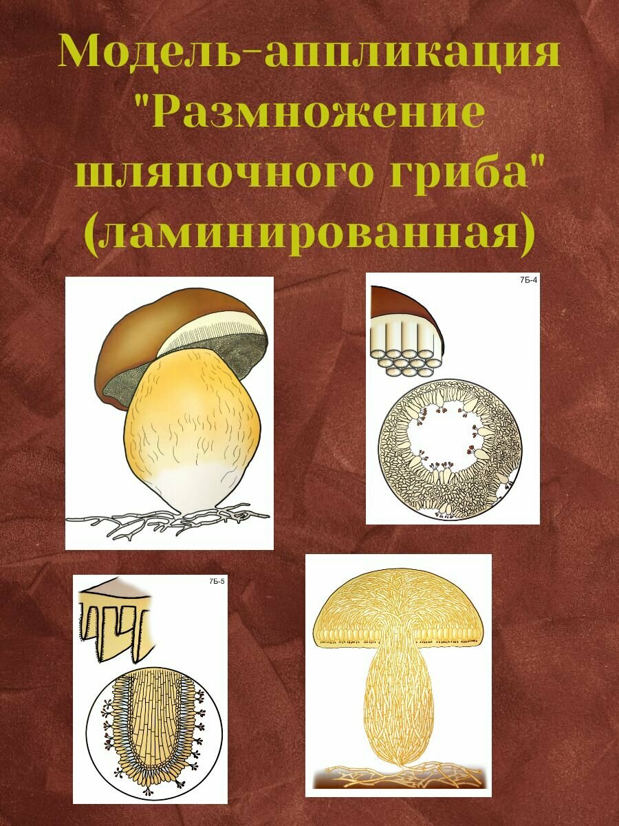 Модель-аппликация "Размножение шляпочного гриба"