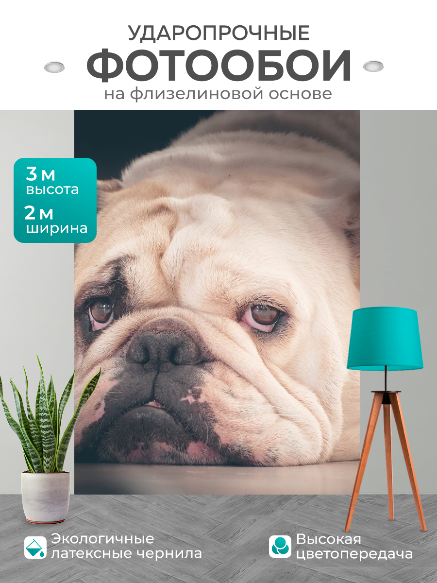 Фотообои моющиеся ударопрочные "Английский бульдог, бульдог, собака" 200x300 см. флизелиновые на стену