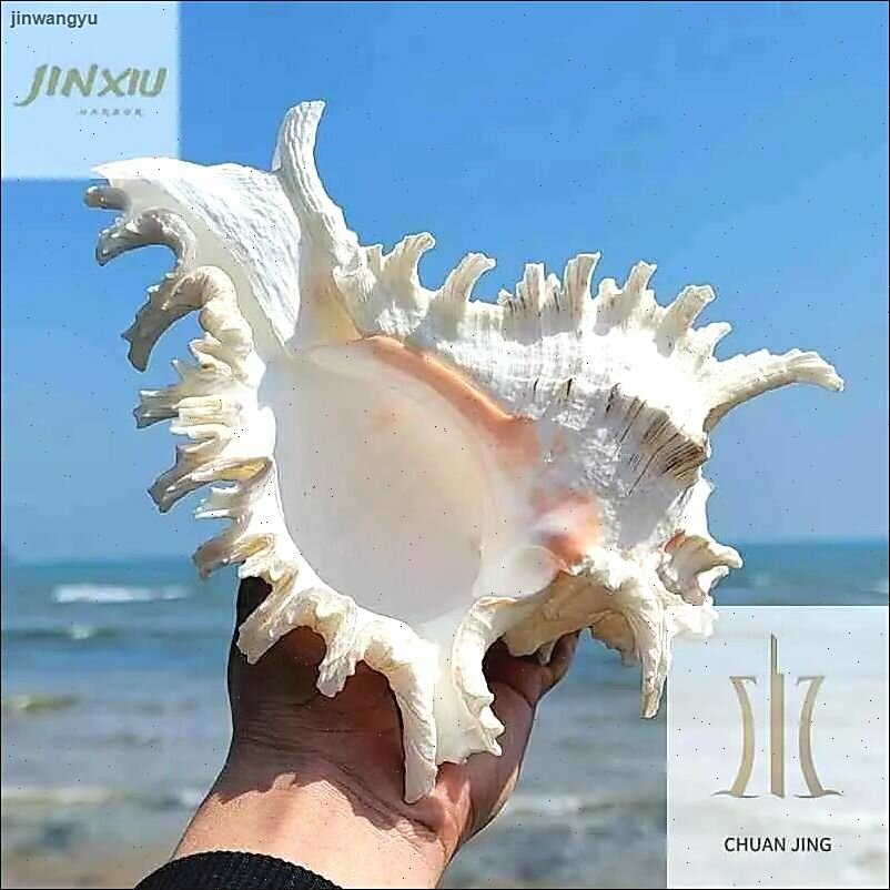 Ракушка морская Мурекс ветвистый 12-16см