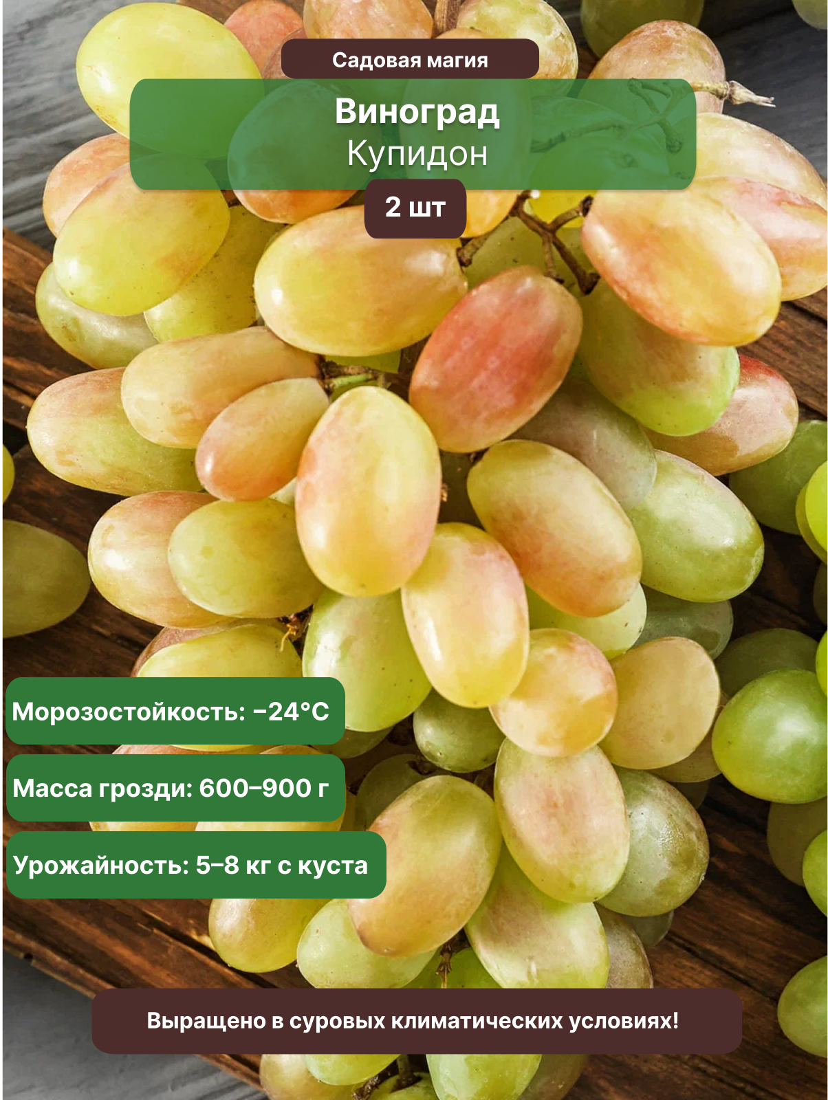 Виноград Купидон 2 шт / многолетний, раннеспелый, морозостойкий сорт