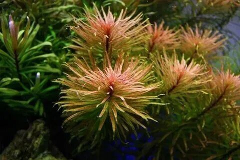 Людвигия Кубинская. Живое аквариумное растение