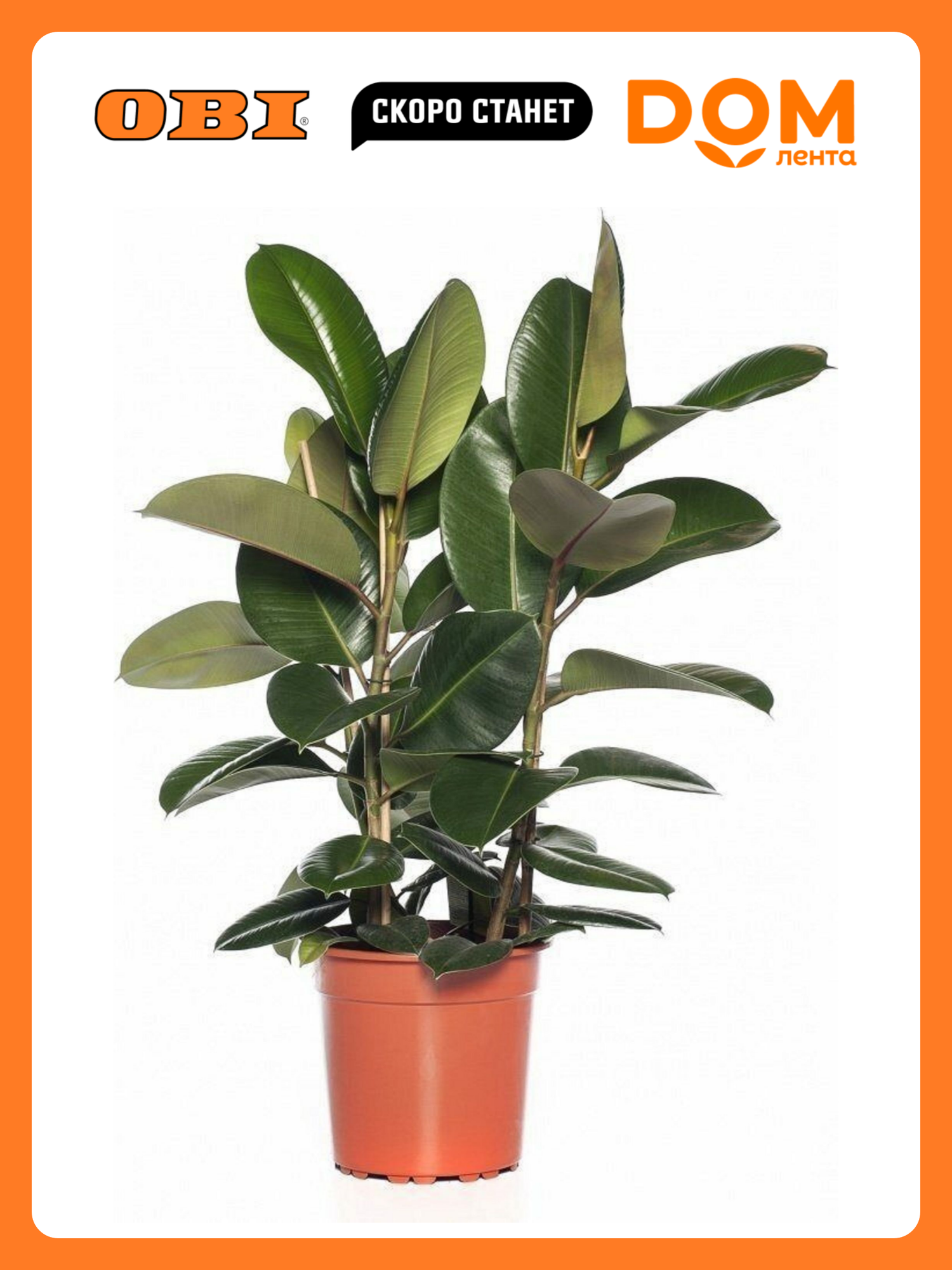 Фикус Эластика, декоративно-лиственный, высота 15 см, диаметр горшка 8,5 см