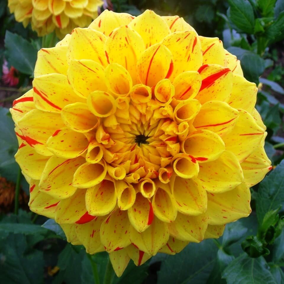 Георгина Фанни Фейс (1 клубень), Нидерланды