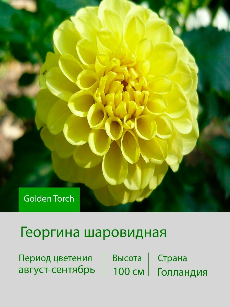 Георгина шаровидная Голден Торч (Golden Torch) 1 шт. Сотка