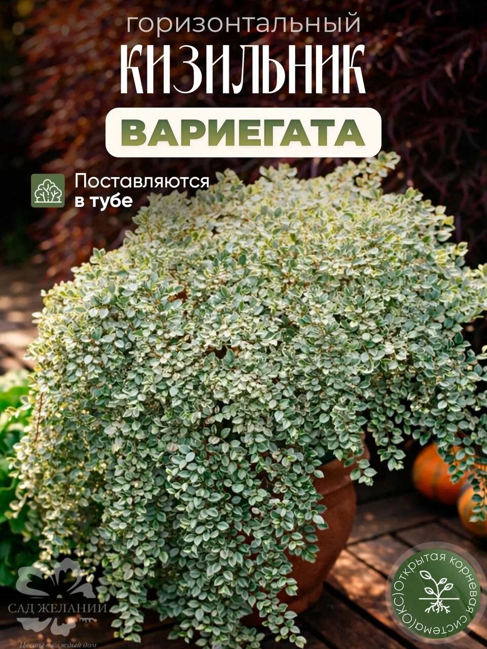 Кизильник горизонтальный вариегата