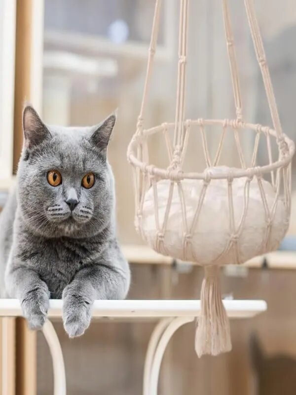 Гамак, кошачья корзина, качели для кошачьих игриз cotton peach, удобный для использования