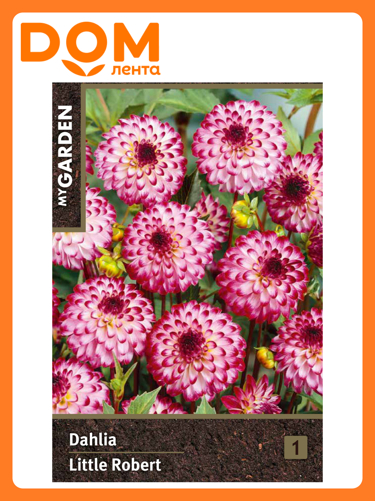 Георгина декоративная Литтл Роберт