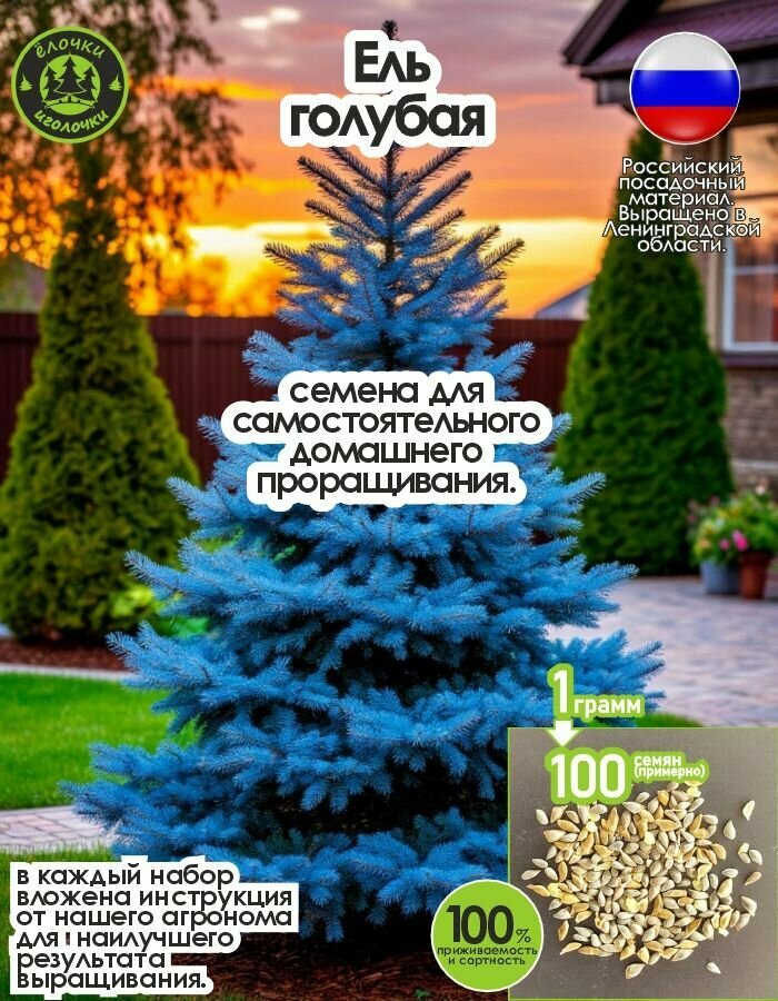Семена, Ели Голубой , 1 грамм (100 семян)