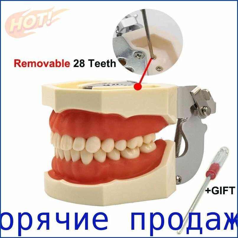 Cтоматологическая модель челюсти со съемными зубами 28Dent