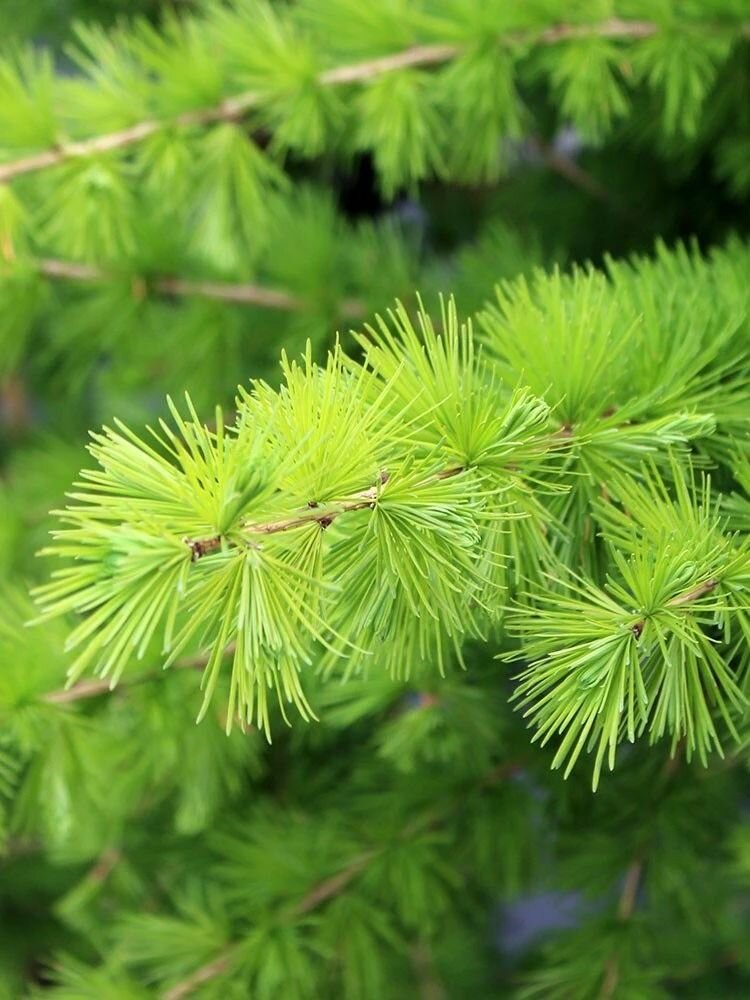 Лиственница Сибирская Красавица, Семена, 50 шт