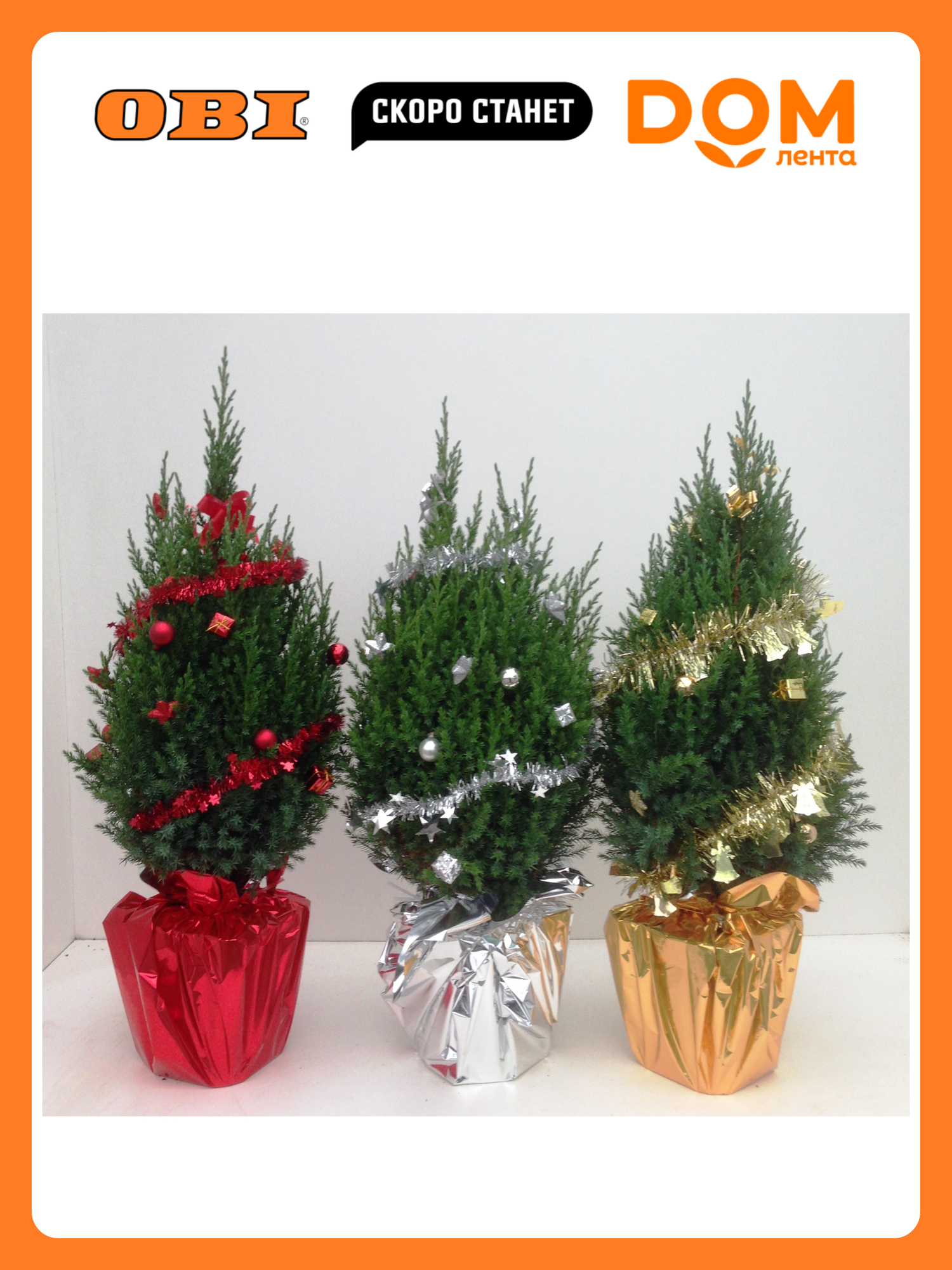 Можжевельник FLORA GROUP "Stricta", карликовый, многолетнее, 180 см