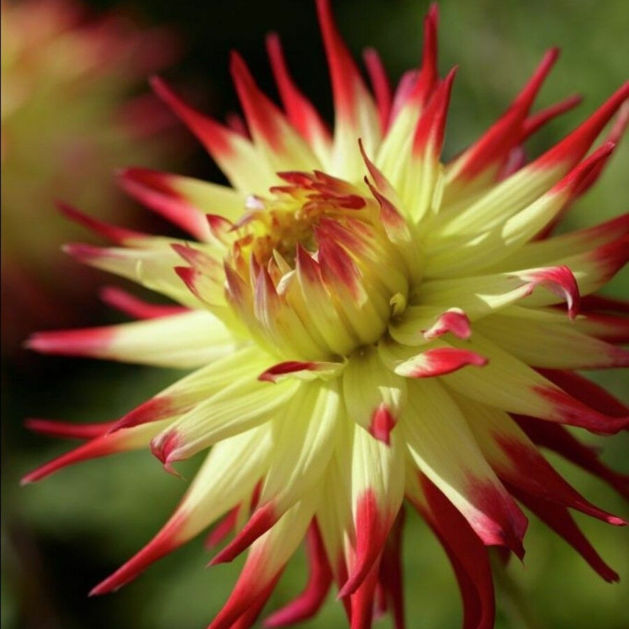 Георгина Джессика (1 клубень), Нидерланды