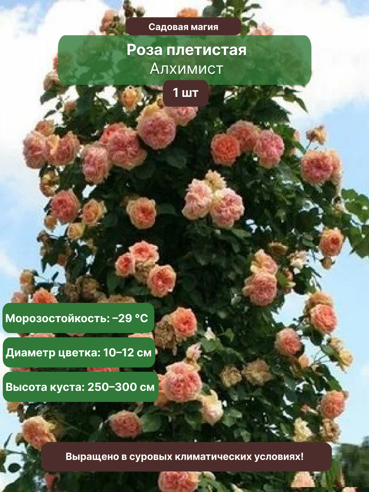 Плетистая роза "Алхимист", многолетняя, оранжевая, ЗКС, 1 саженец