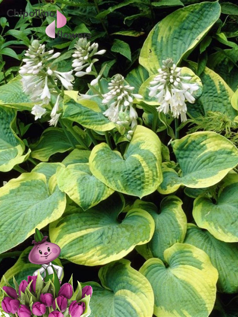 Клубни цветов, chipollino flowers, Хоста ALVATINE TAYLOR ( 1 штука )