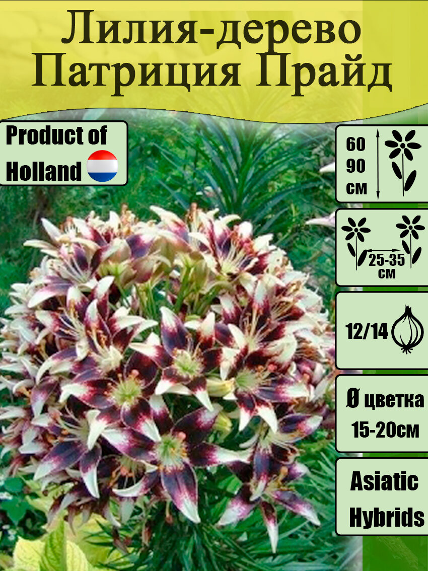 Лилия дерево Патриция Прайд (Голландия) 2 шт (луковицы лилии многоцветковой)