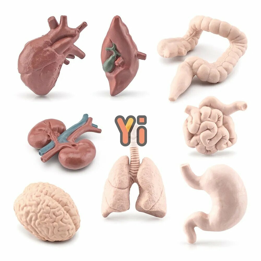 Модель человеческого тела, статическая анатомия, органы, 3D модели органов, игрушка, детское пособие по развитию мозга, научное обучение