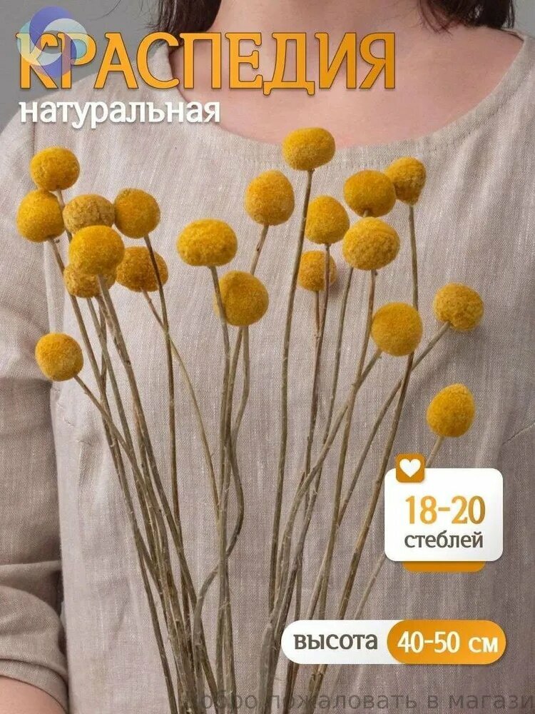 Сухоцветы Краспедия 45 см, 50 г, натуральные сухие цветы для декора, флористики и сборки букетов
