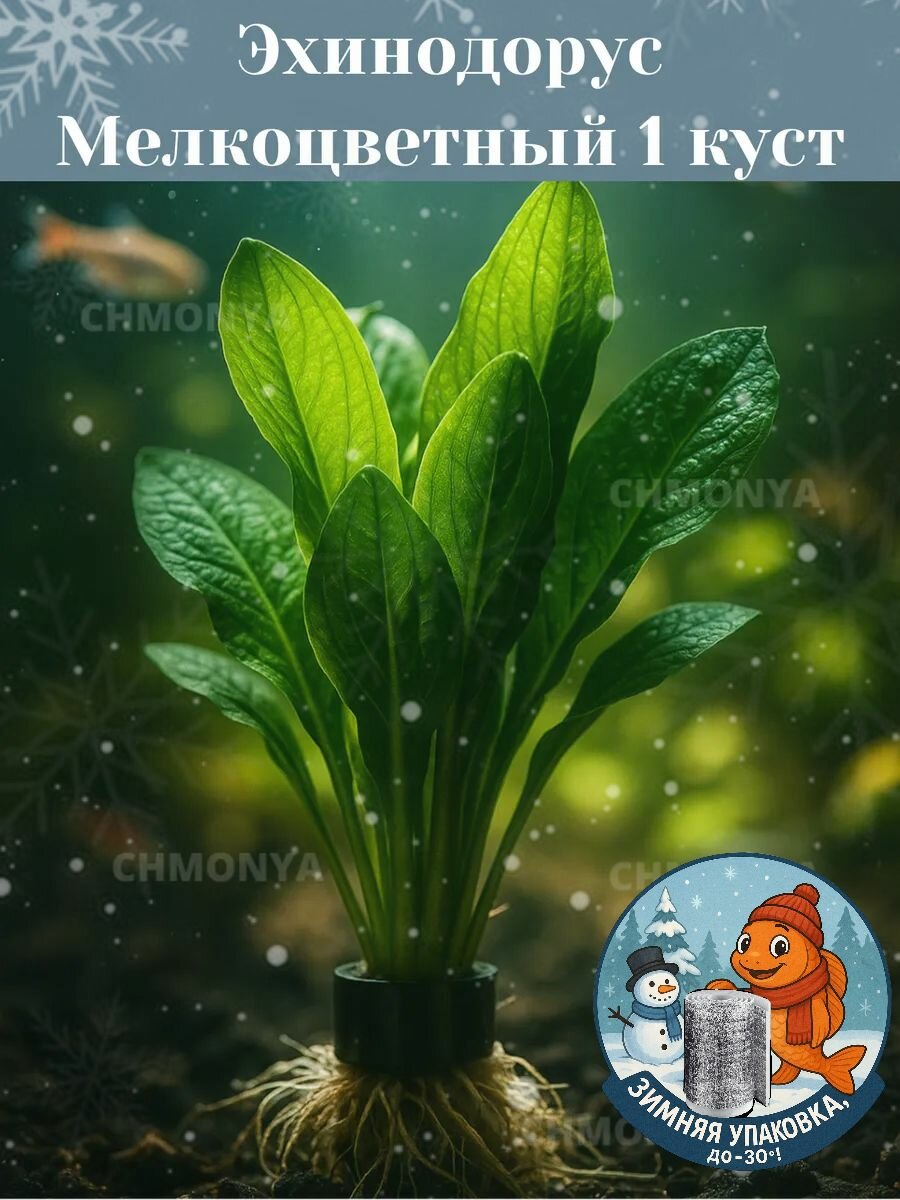 Аквариумное растение Эхинодорус Мелкоцветный (Echinodorus Parviflorus) , живое аквариумное растение