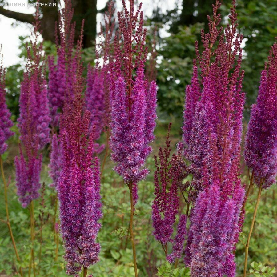 Астильба китайская Пурпуркерце (1 корневище в пакете с торфом), Нидерланды