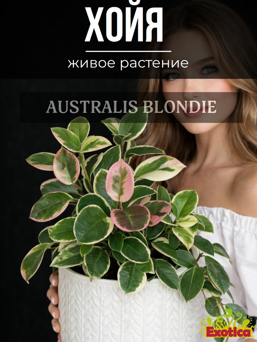Хойя Аустралис Блонди (Hoya Australis Blondie) D10см, домашний цветок