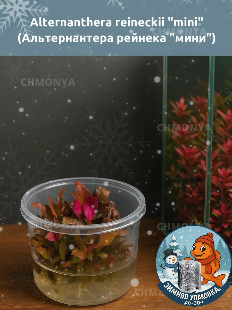 Меристемное растение "Альтернатера Рейнека "Мини" , живое аквариумное растение