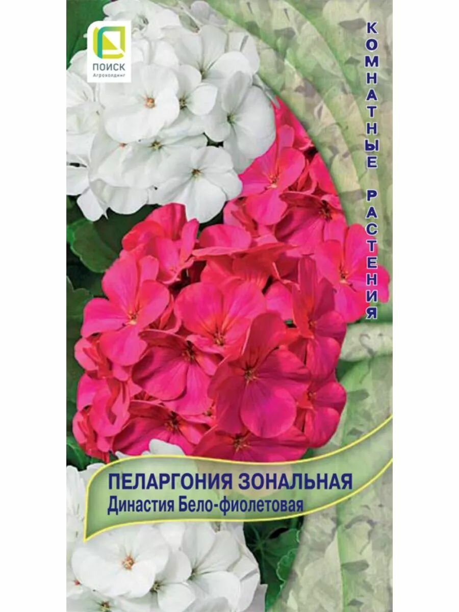 Пеларгония зональная Династия Бело-фиолетовая,5 семян