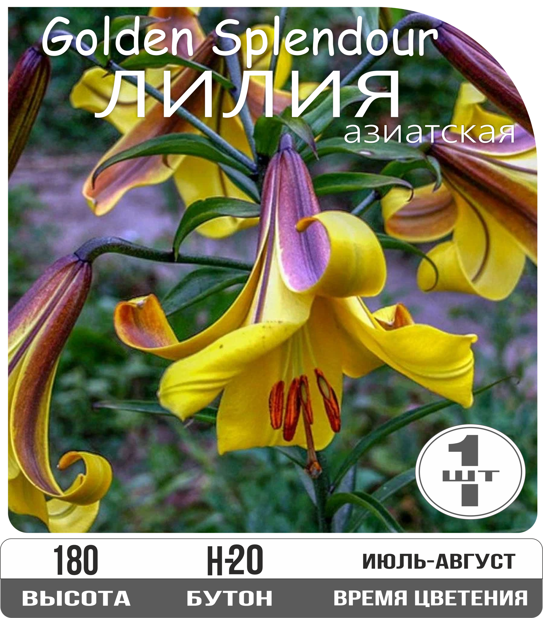Лилия луковицы многолетние Голден Сплендор, трубчатый, высота 180 см, 1шт.