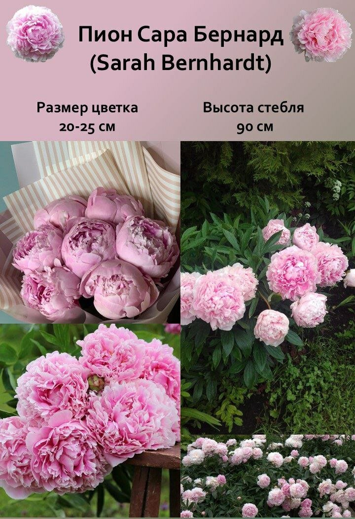 Клубни пионов Сара Бернар, многолетние, цветы, сорт гибридный, красные, розовые