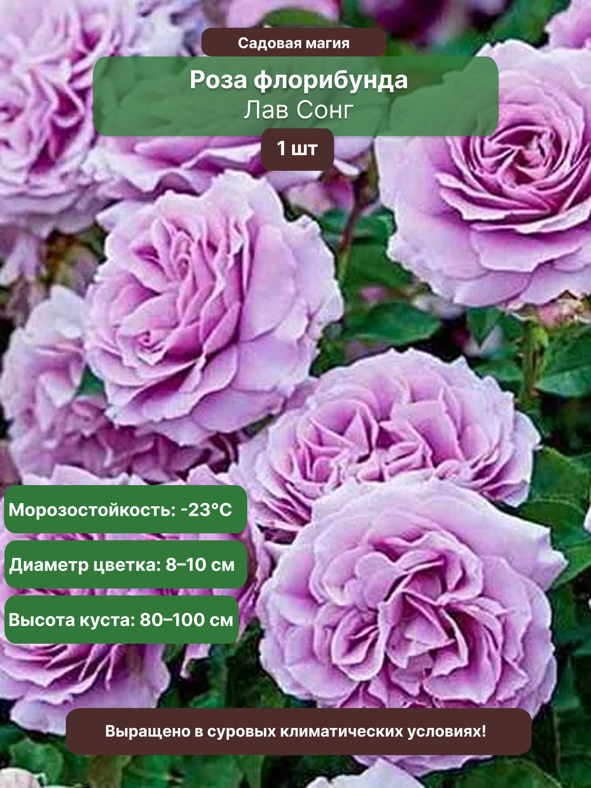 Роза флорибунда "Лав Сонг", 1 саженец, многолетняя, сиреневая