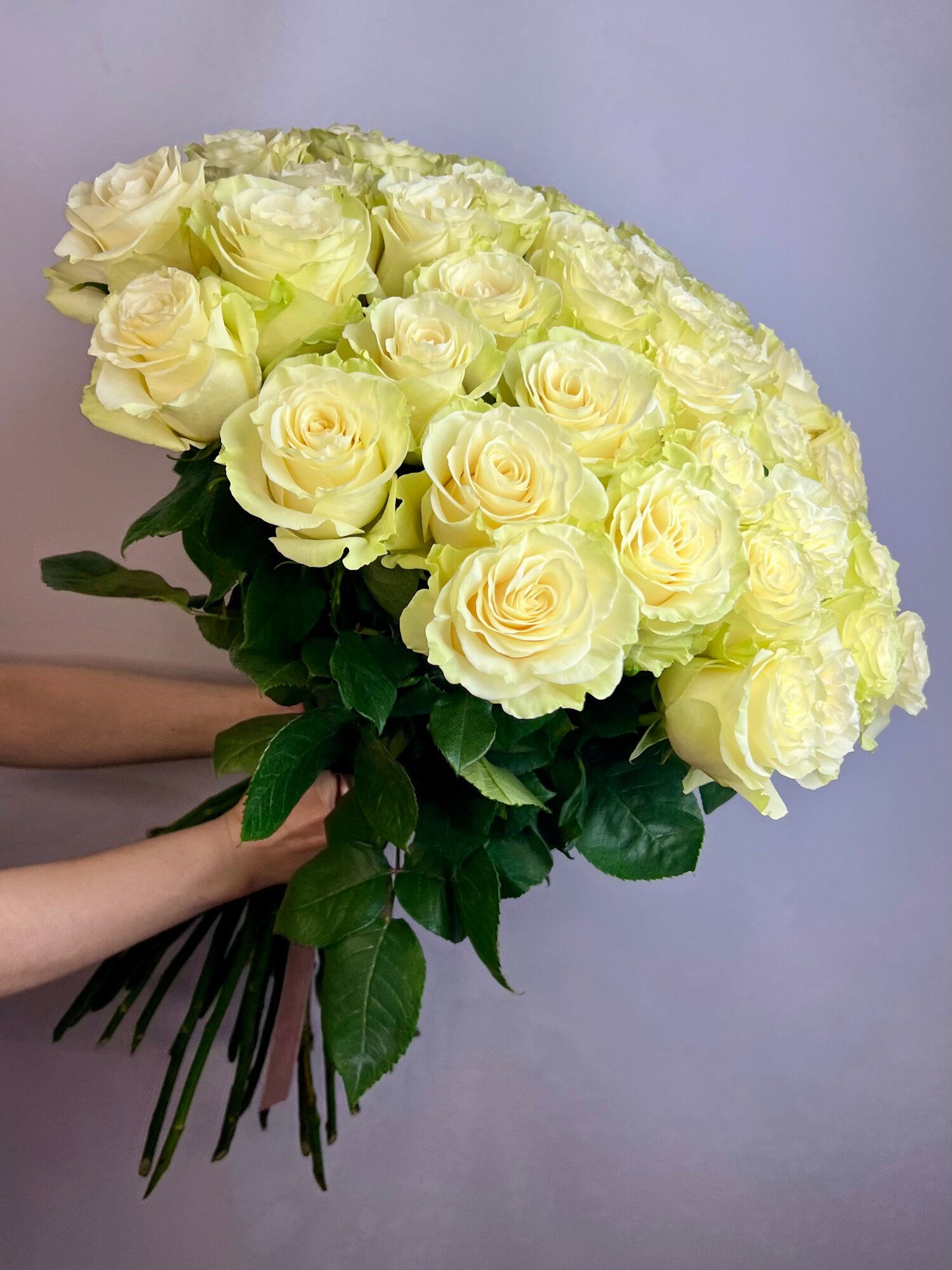Большой романтичный монобукет из 51 крупной розы сорта Мондиаль в лимонно-кремовом оттенке