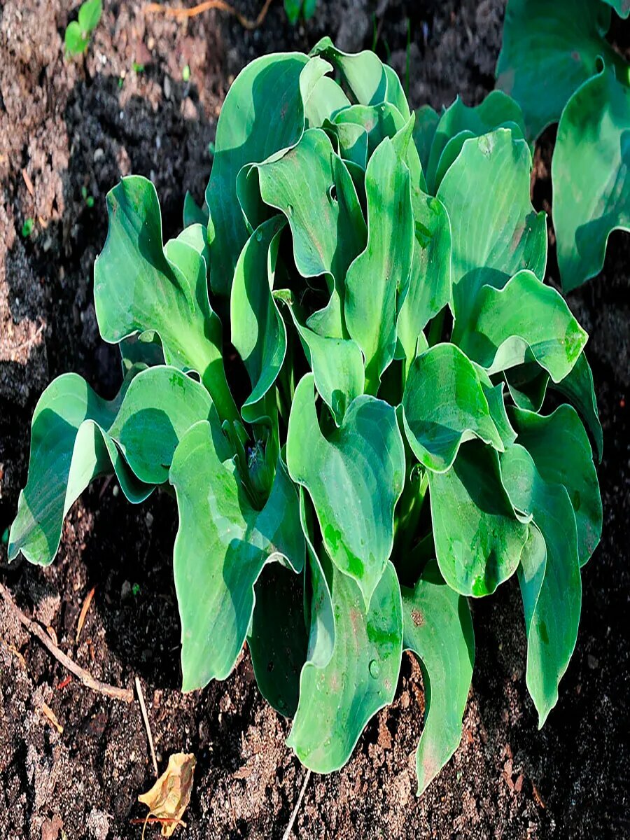 Хоста Ruffled Mouse Ears