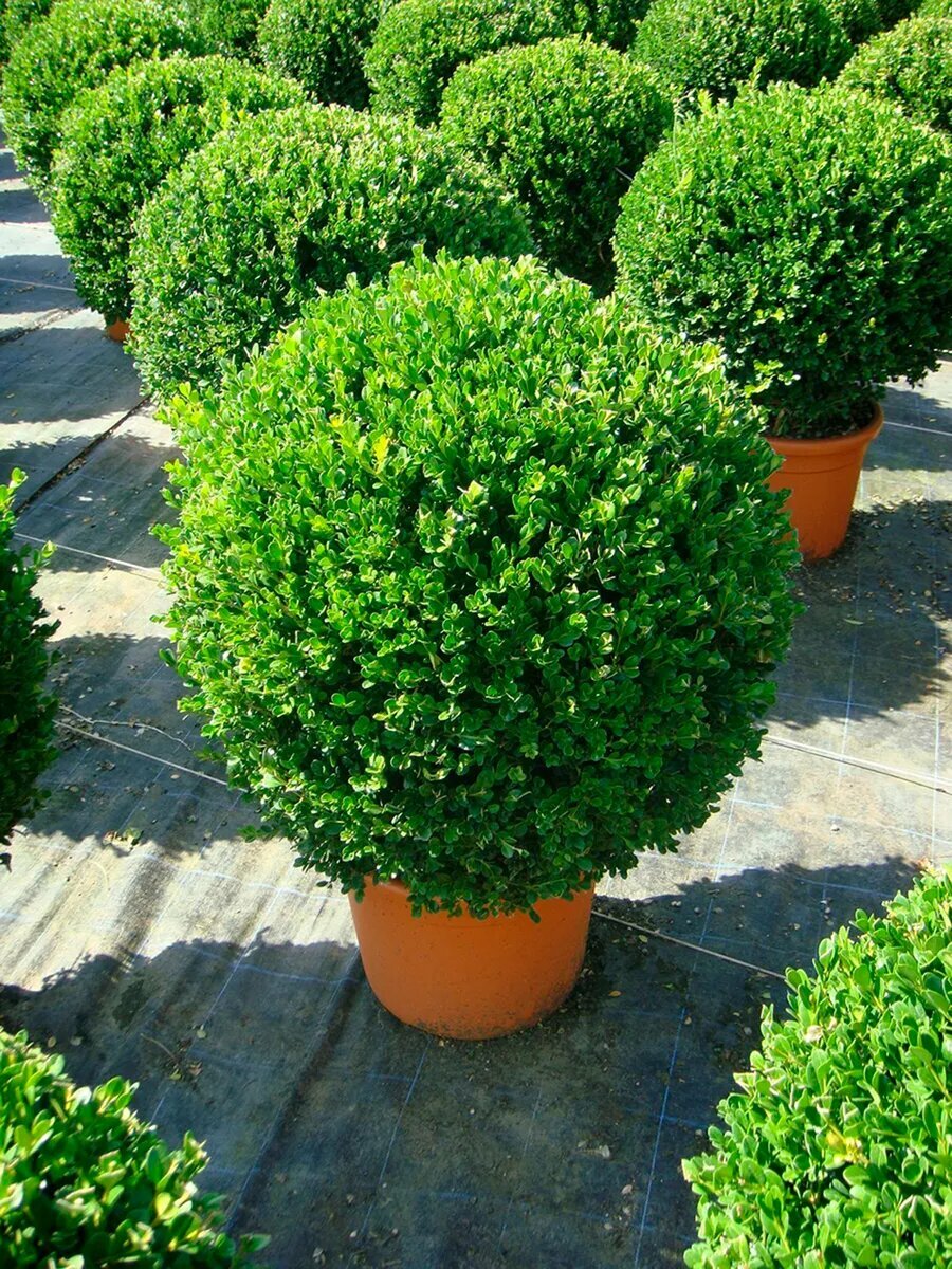 Самшит мелколистный Faulkner