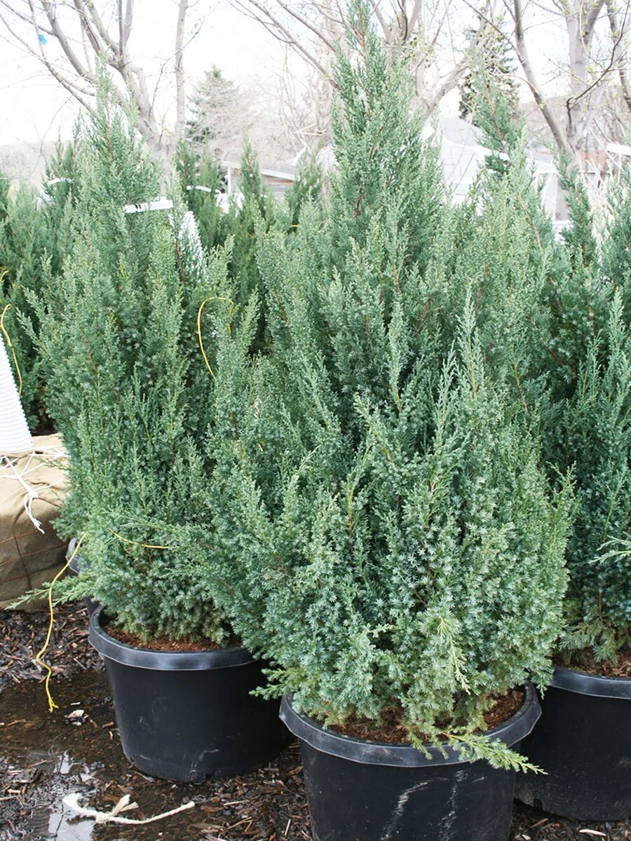 Можжевельник скальный Silver Star