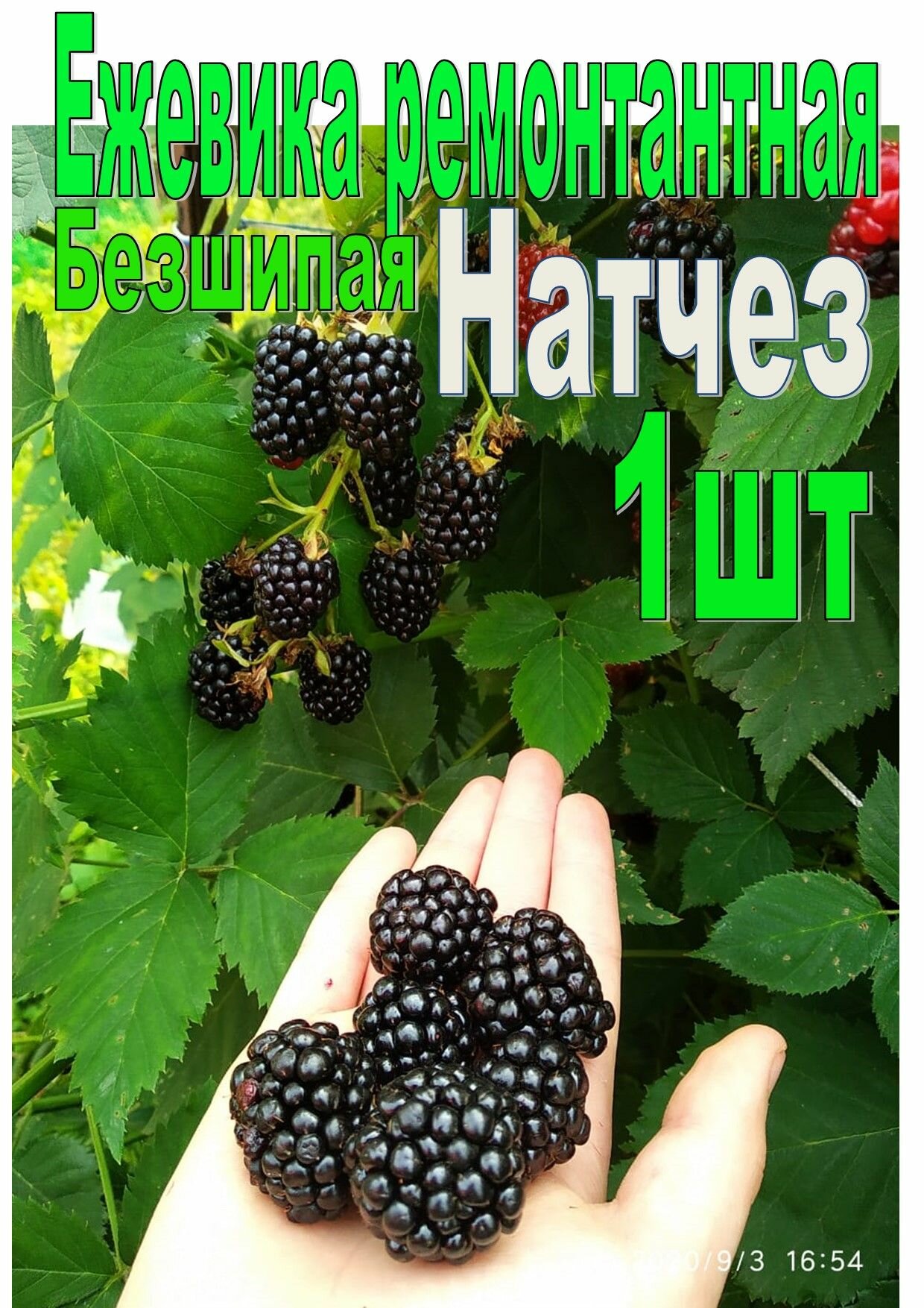 Ежевика ремонтантная натчез