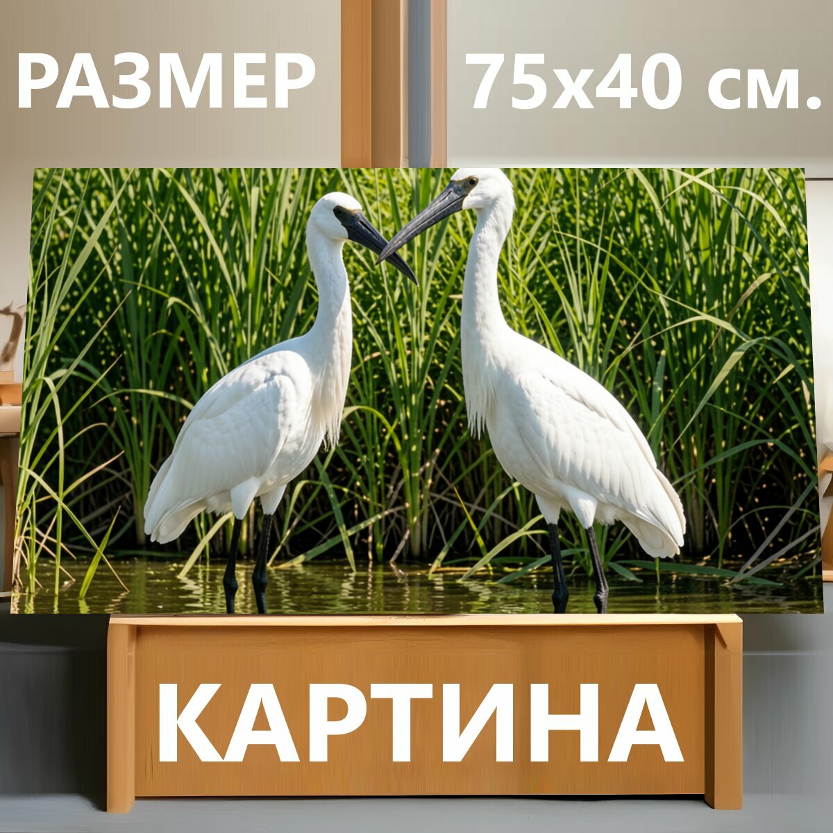 Картина на холсте "Две белые цапли с длинными черными ногами и острыми клювами стоят в мелкой воде на фоне густой зеленой травы и камышей." на подрамнике 75х40 см. для интерьера