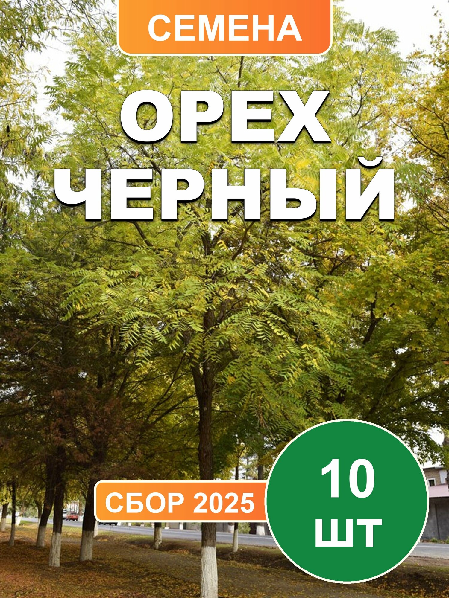 Орех черный, семена, 10шт