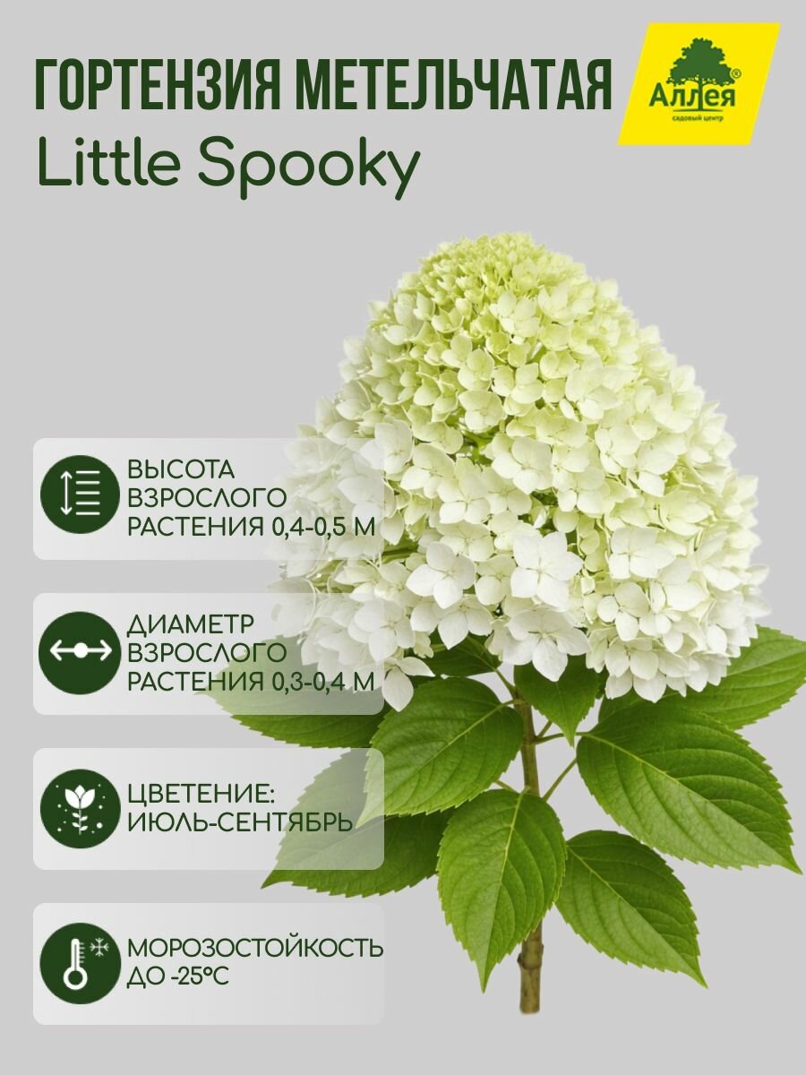Гортензия метельчатая / Hydrangea paniculata Little Spooky