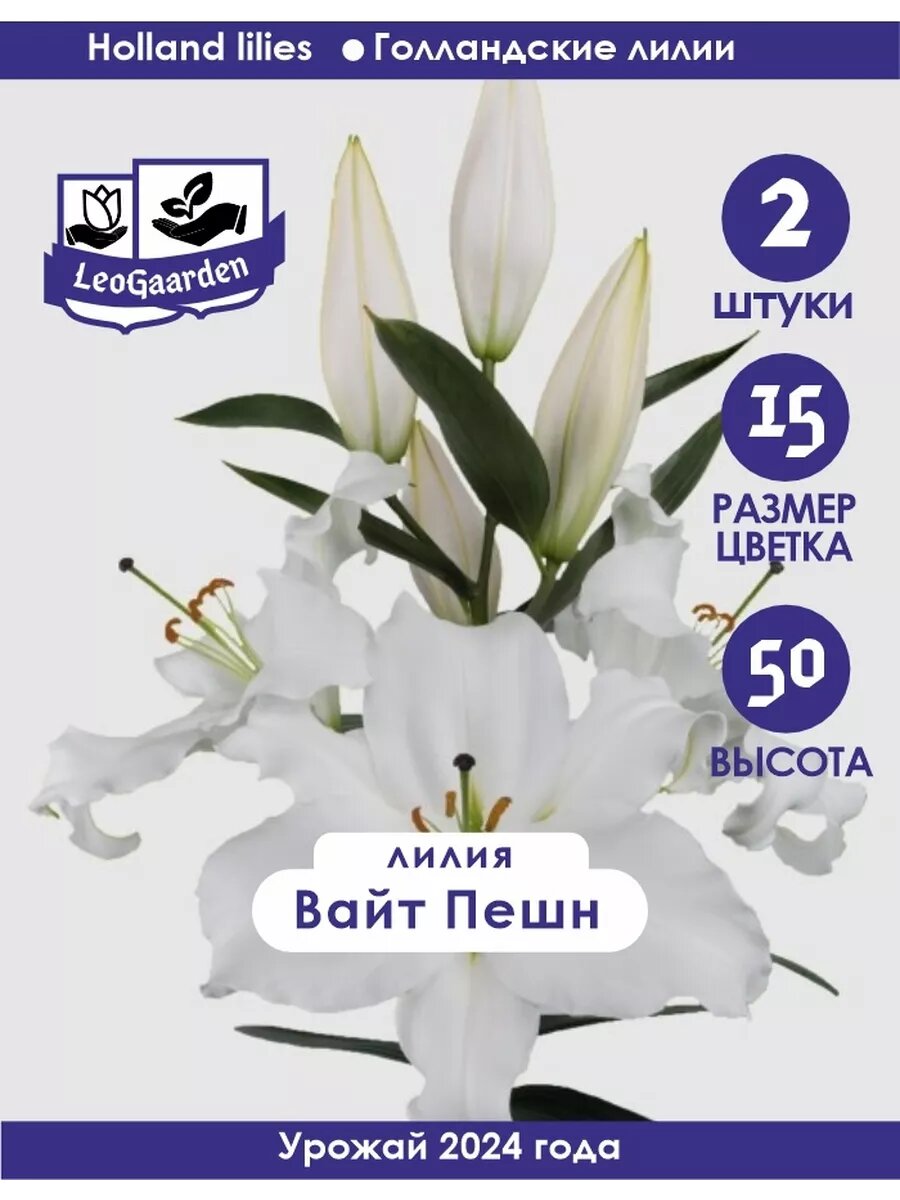 Лилия Луковица, Вайт Пешн 2шт