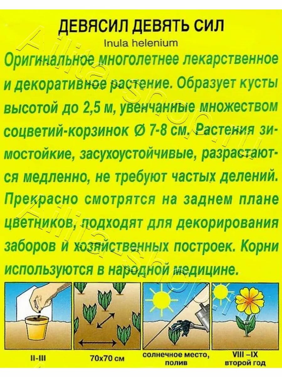 Семена "Девясил Девять сил" — фото 1