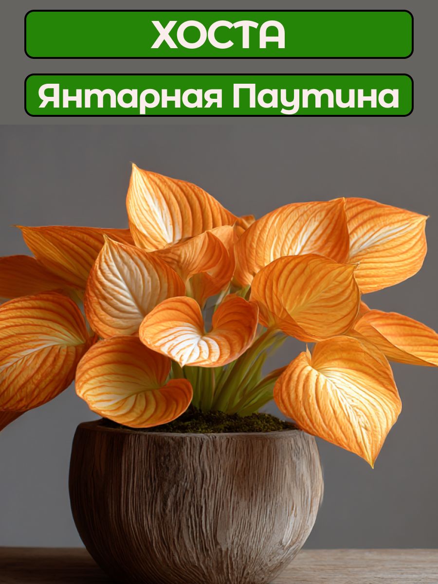 Хоста Янтарная паутина, 1 шт