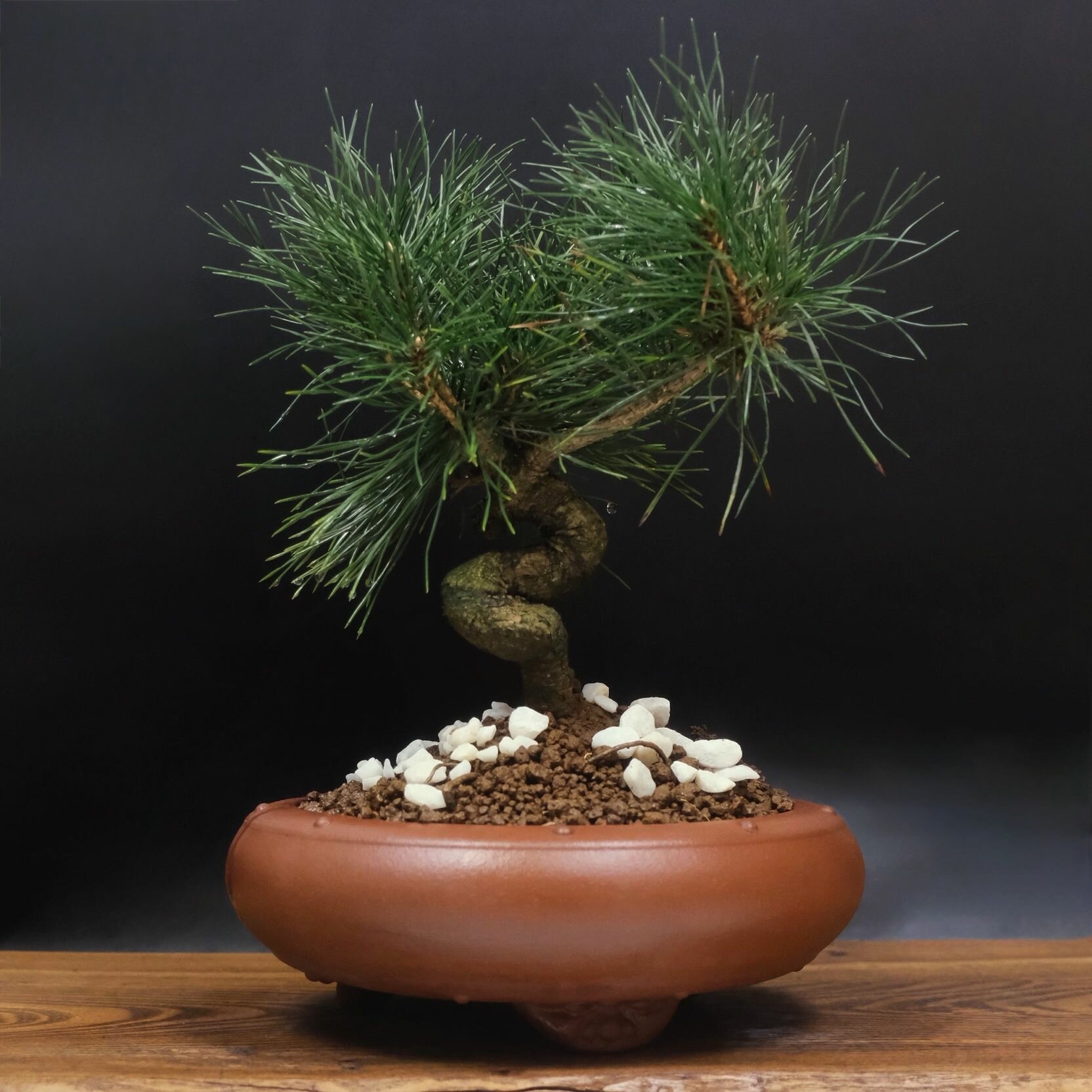 Бонсай Сосна, 25см, 15 лет