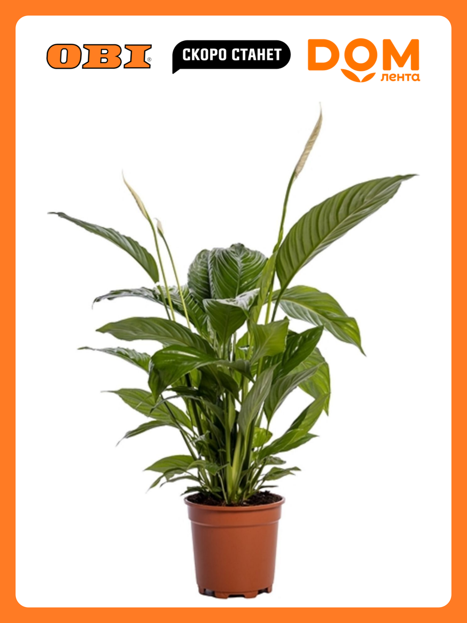 Растение Спатифиллум "Танго", декоративно-лиственное, высота 45 см, горшок D12