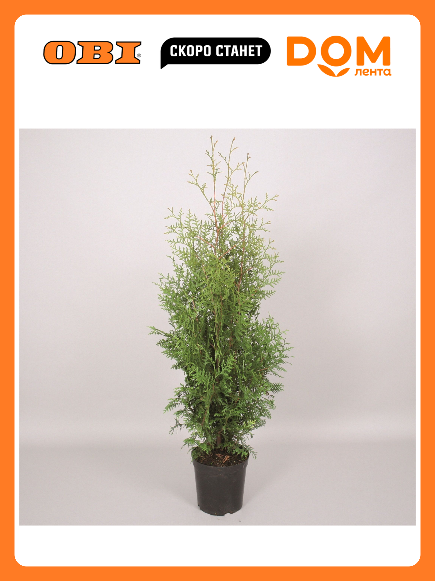 Туя западная Брабант 884926, многолетняя, хвойная, декоративная