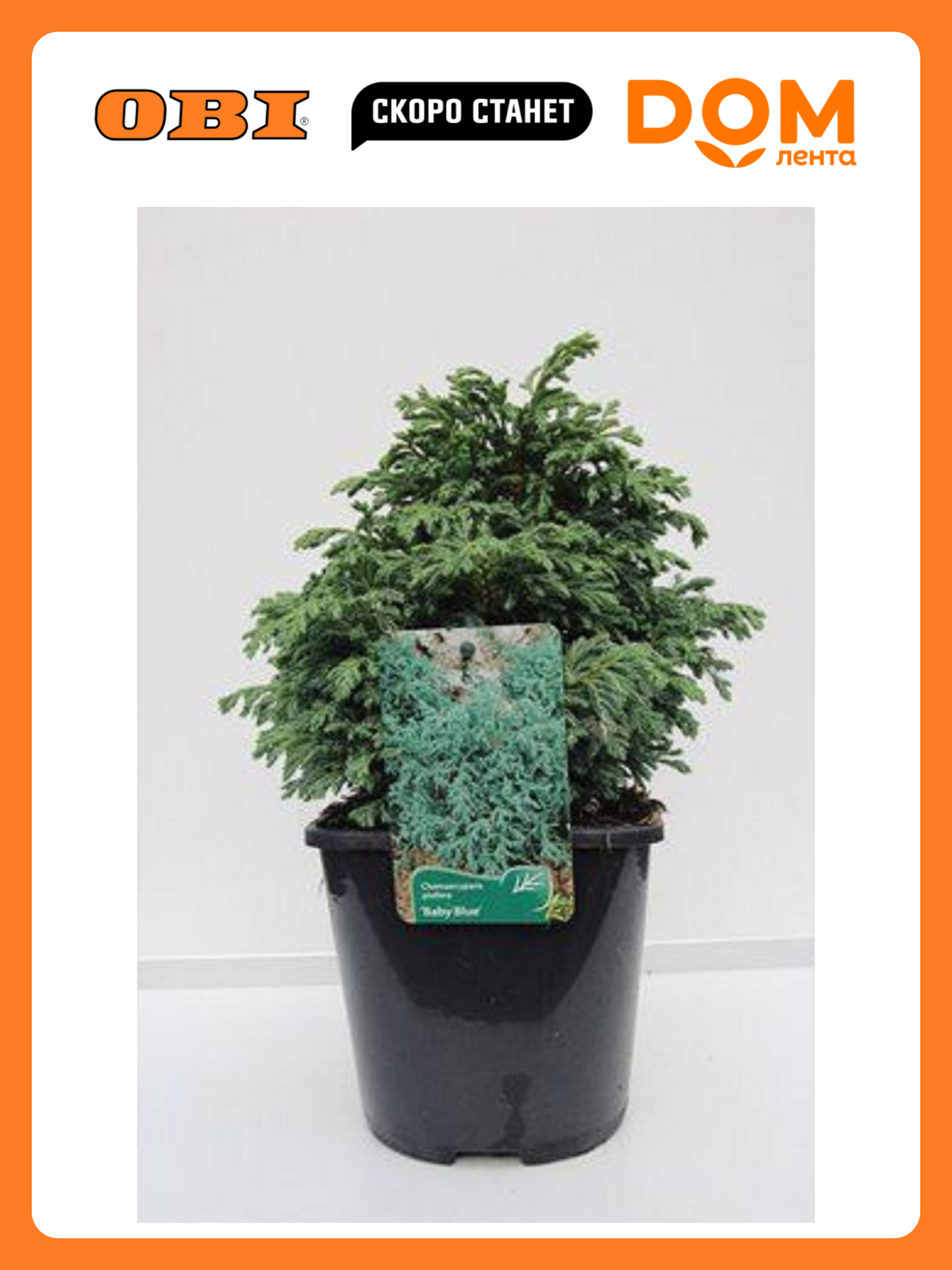 Растение Кипарисовик Бэби Блю 881901, 20-25см, хвойное, фитонциды