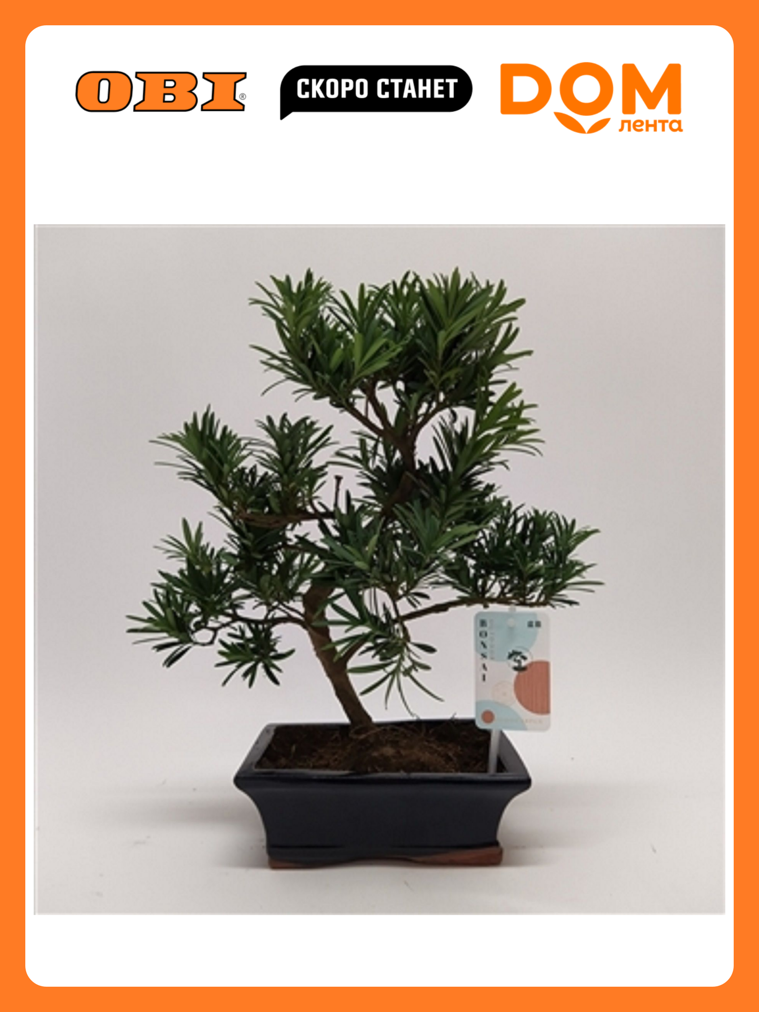 Бонсай Подокарпус, D20, H40, настольный, декоративно-лиственный