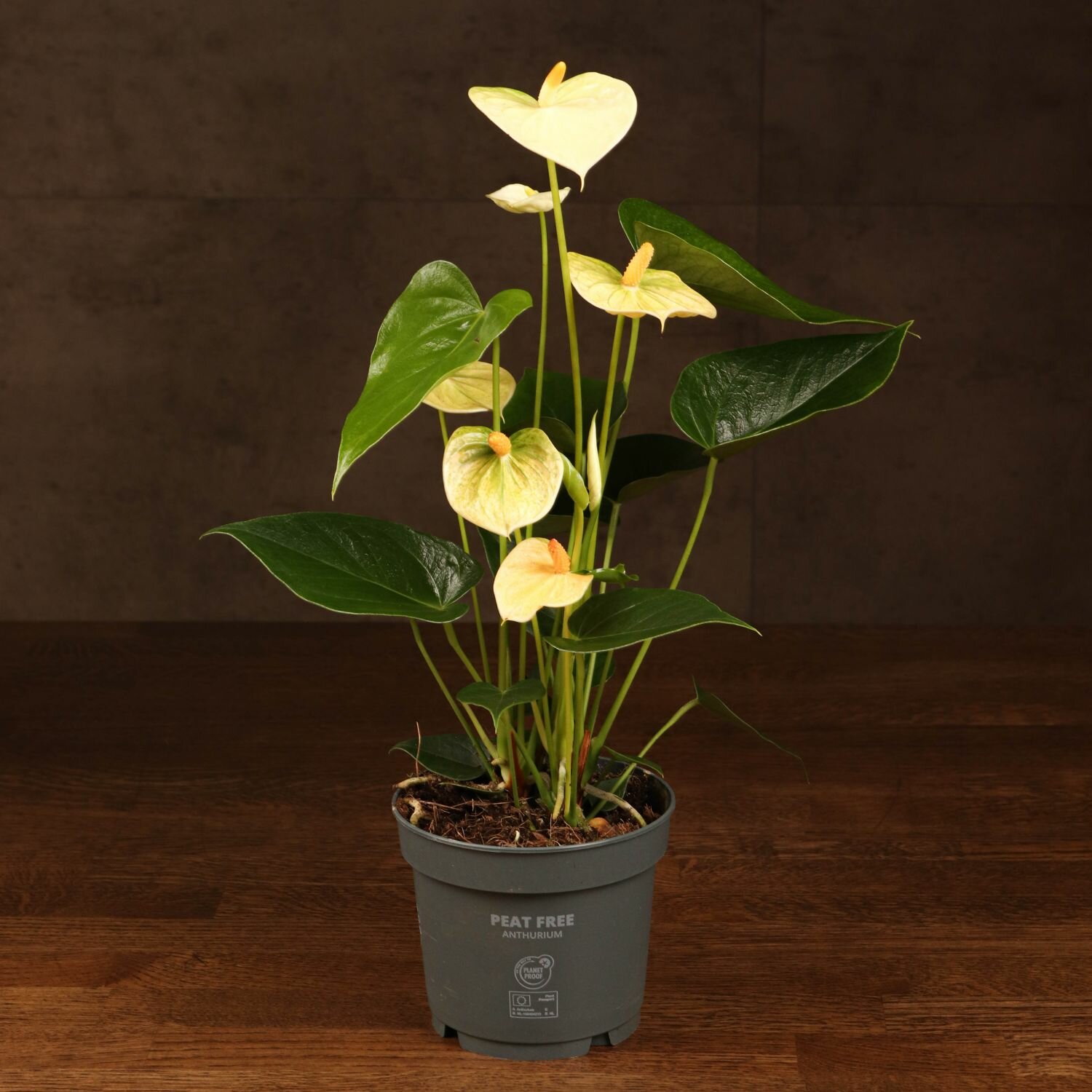 Антуриум Андрианум бело-зеленый D12